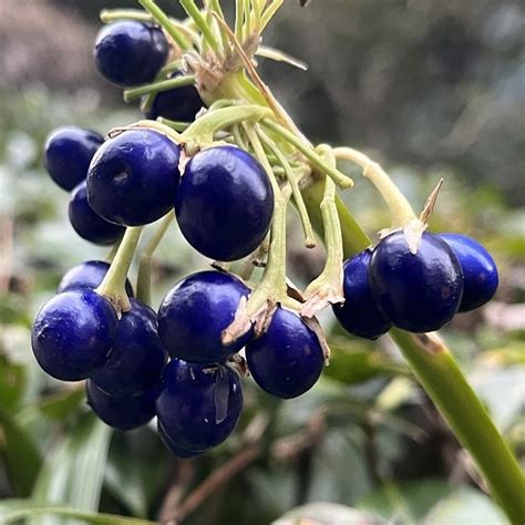 ノシラン：野の花ノート 1001 野の花ノート 1001