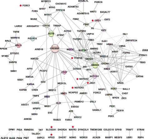 Mouse Models Of Patent Ductus Arteriosus Pda And Their Relevance For