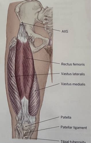 Anatomy Of The Knee Flashcards Quizlet