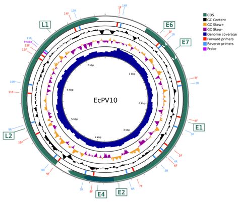 Genomic Multi Plot Showing The Newly Assembled Ecpv10 Genome The Download Scientific Diagram