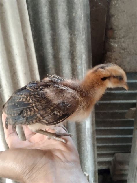 X22this Little Chick Is A Tiny Bundle Of Curiosity And Cuteness Exploring The World With Its