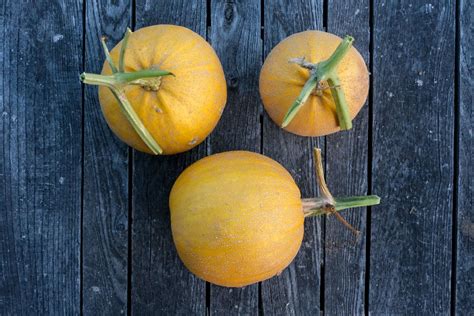 Courge Melonette Jaspée De Vendée Cucurbita Pepo Pépinière Astrance