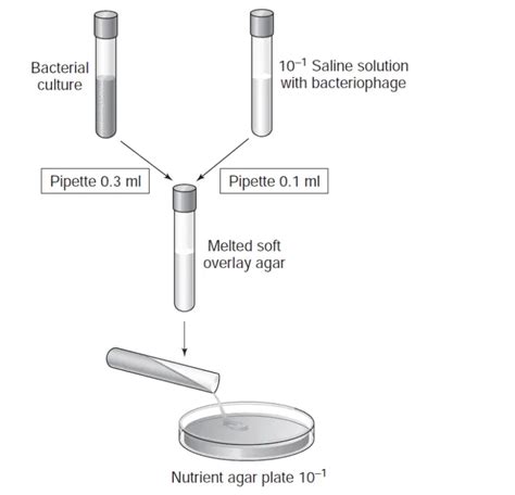 Plaque Assay Technique At Frances Goss Blog
