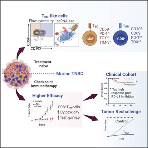 Trm肿瘤内cd8 T细胞介导乳腺癌的局部免疫和免疫检查点反应—小柯机器人—科学网