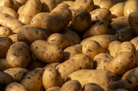 Quand Planter Les Pommes De Terre En 2023