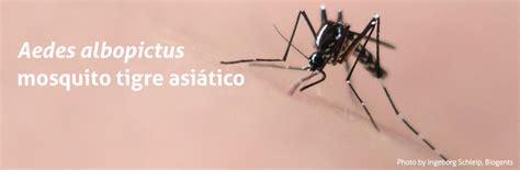 El mosquito tigre asiático Aedes albopictus Biogents AG