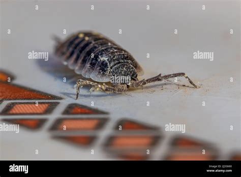Point Jaune Banque De Photographies Et Dimages à Haute Résolution Alamy