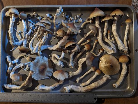 [actives] First Successful Harvest R Mushroomgrowers