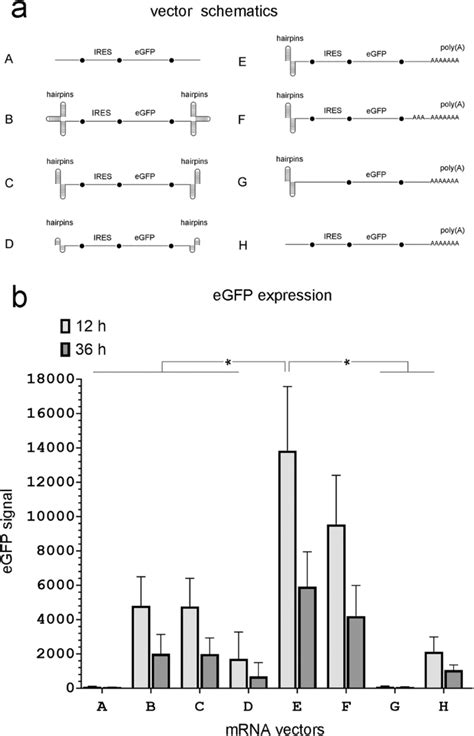 编码全长甲型流感血凝素的无帽发夹保护 Mrna 疫苗可保护小鼠免受致命的甲型流感感染 Gene Therapy X Mol