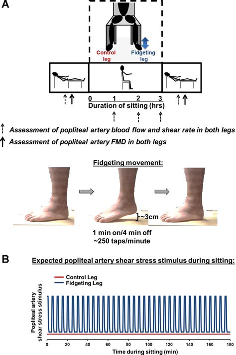 Experimental Design A Schematic Diagram Of Experimental Protocol And Download Scientific