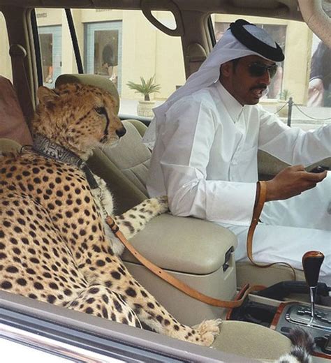 The Ridiculous Lives Of Rich People In Dubai Others