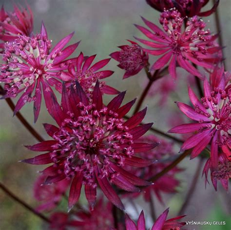 Astrantia Major Ruby Star Vyšniauskų Gėlės