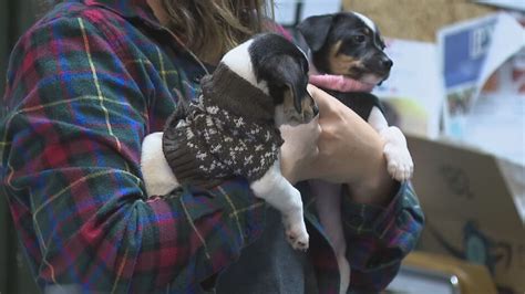Shelters Take In Animals After Pensacola Humane Society Staff Quit Amid