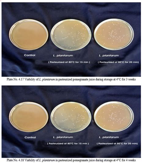 Processing Of Probiotic Pomegranate Juice Using Lactic Acid Bacteria