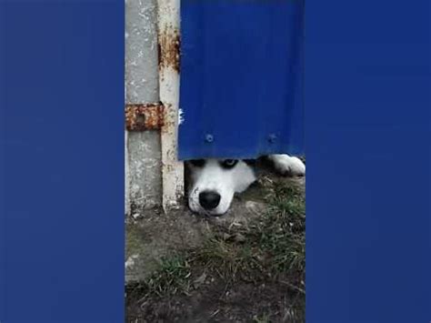 И чей это нос? - YouTube