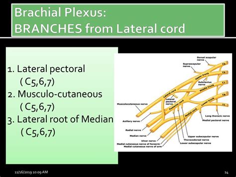 Ppt Brachial Plexus Powerpoint Presentation Free Download Id9015022