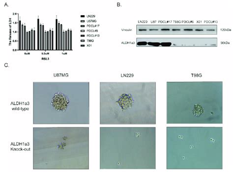 The Sensitivity To Rsl3 Induced Ferroptotic Cell Death In Glioblastoma