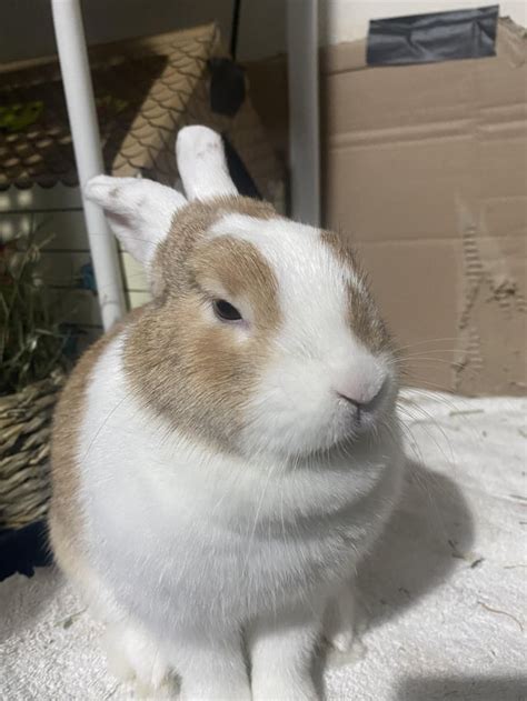 I Think Shes Plotting Something Rrabbits