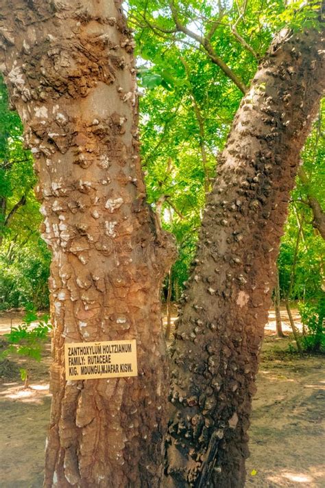 Zanthoxylum Holtzianum Tree Growing In The Wild At Gede Museum In