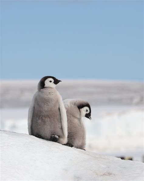 Emperor Penguin Colonies In Antarctica Suffer As Sea Ice Diminishes