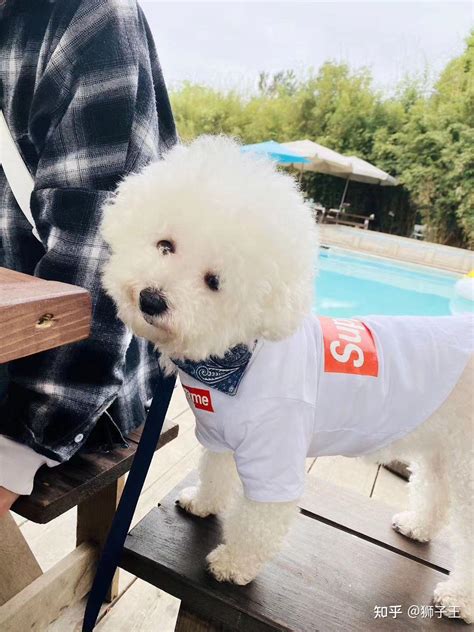 成都免费上门代遛狗喂猫铲屎 知乎