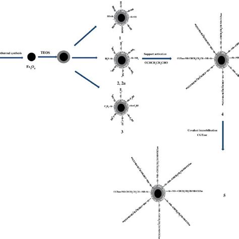 The Scheme Used For Synthesis Of Non Functionalized And Functionalized