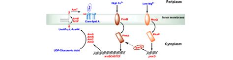Biosynthesis Of Undecaprenyl Phosphate L Ara4N And Transfer Of The