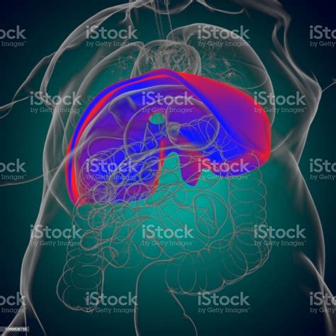 다이어프램 인간 호흡기 해부학 용 의료 개념 3d 렌더링 0명에 대한 스톡 사진 및 기타 이미지 0명 3차원 형태 건강