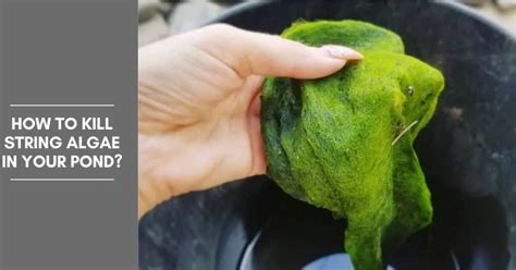 How To Kill String Algae In Your Pond The Aquarium Adviser