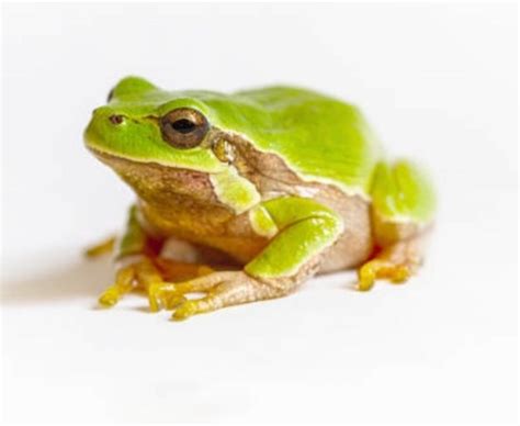 청개구리 수명과 먹이 키우기 적정온도 F 독 네이버 블로그
