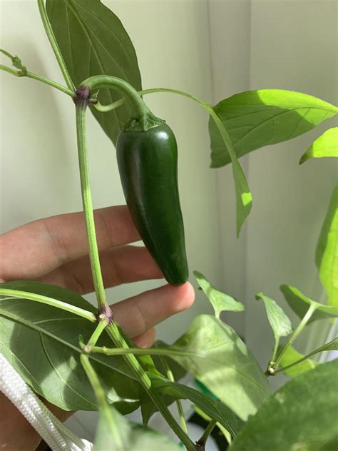 Are These Peppers Ready To Harvest First Time That Im Growing