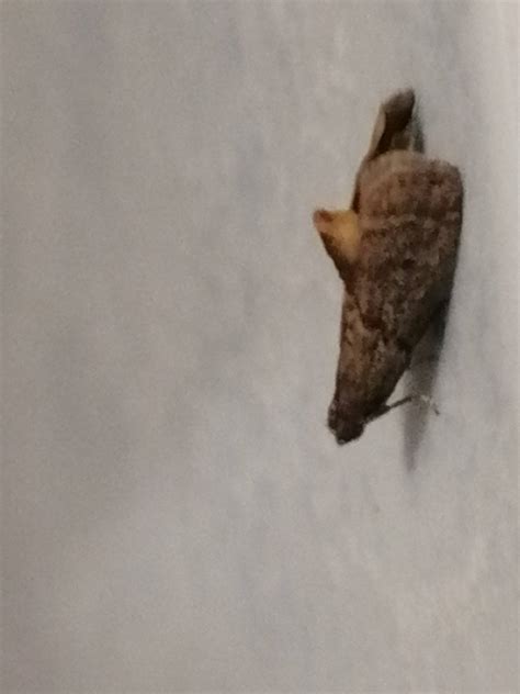 Entomology Butterfly Raises Abdomen Like A Scorpion Biology Stack