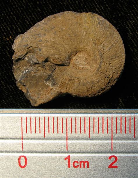 Louisville Fossils And Beyond Meekoceras Ammonoid Fossil