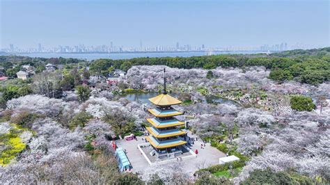 援鄂医护樱你而来武汉湖北越来越好 活动 旅游 全国