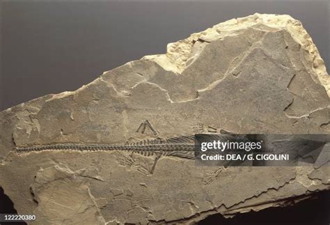 Permian Fossil Photos And Premium High Res Pictures Getty Images