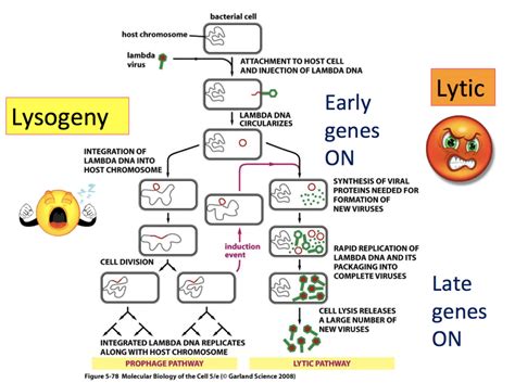 X Bacteriophage Lambda Diagram Quizlet