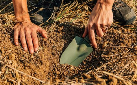 The Importance Of Tree Health Assessment And Soil Analysis