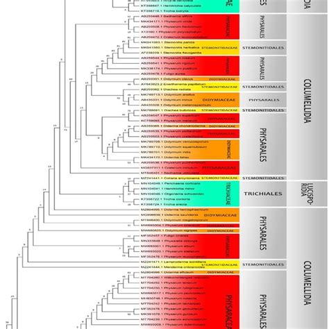 Maximum Parsimony Tree Of The Ssu Sequences The Mp Tree Was Inferred