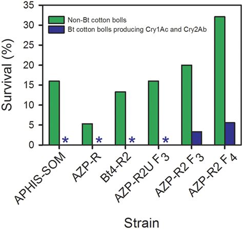 Survival Of Pink Bollworm Larvae On Field Grown Cotton Bolls Strains