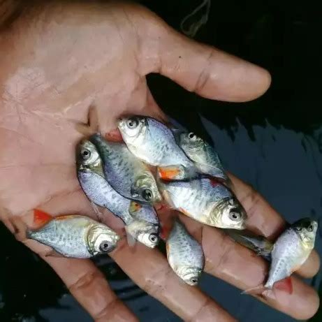 Budidaya Ikan Bawal Di Kolam Terpal