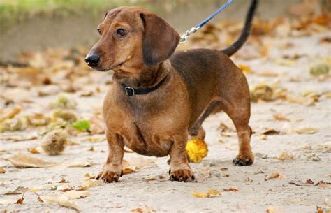 19 Longest Living Dog Breeds