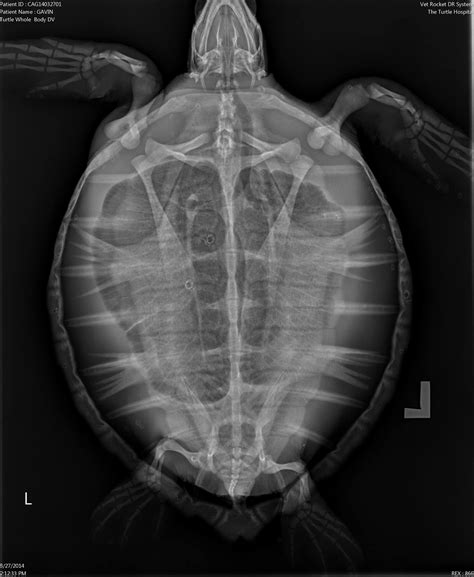 Turtle Hospital X Ray