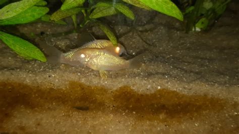 I Bought 6 More Albino Corys For My Group And Saw One Has A Fat Deposit