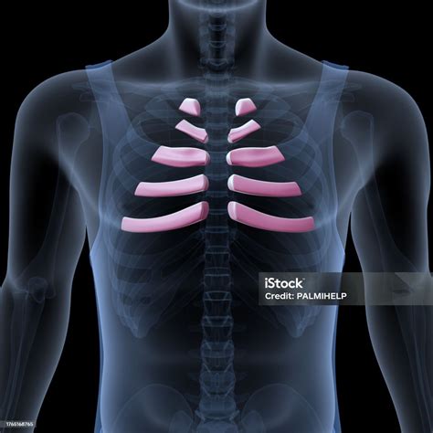 남성 인간의 골격 갈비뼈 흉골 부식질 및 요추 진정한 해부학 시스템 3d 일러스트레이션 0명에 대한 스톡 사진 및 기타 이미지 Istock