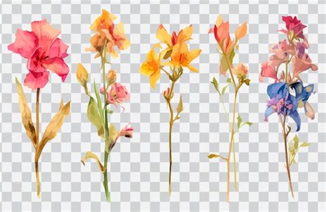 Un Conjunto De Flores Sobre Un Fondo Transparente Vector Premium