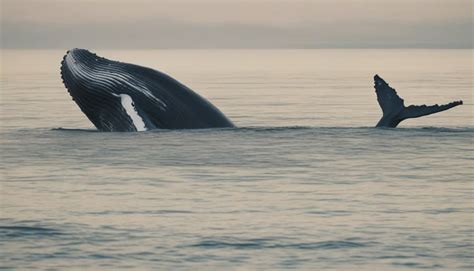 Ai Models And Serverless Inference Hyperbolic