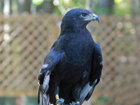 Augur Buzzard Buzzard African Wildlife Raptors Bird