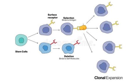 Hypermutation Stock Illustrations 1 Hypermutation Stock Illustrations