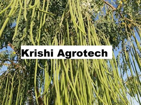Moringa Leaves Seed Farming Consultancy At Rs 5000 In Indore Id