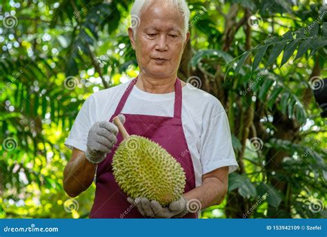Durian Do Fazendeiro E Do Rei Do Musang Imagem De Stock Imagem De Fazendeiro Alimento